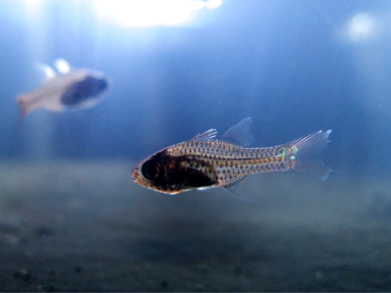 Welcome to the London Ocean Group! - London Ocean Group - London Ocean ...